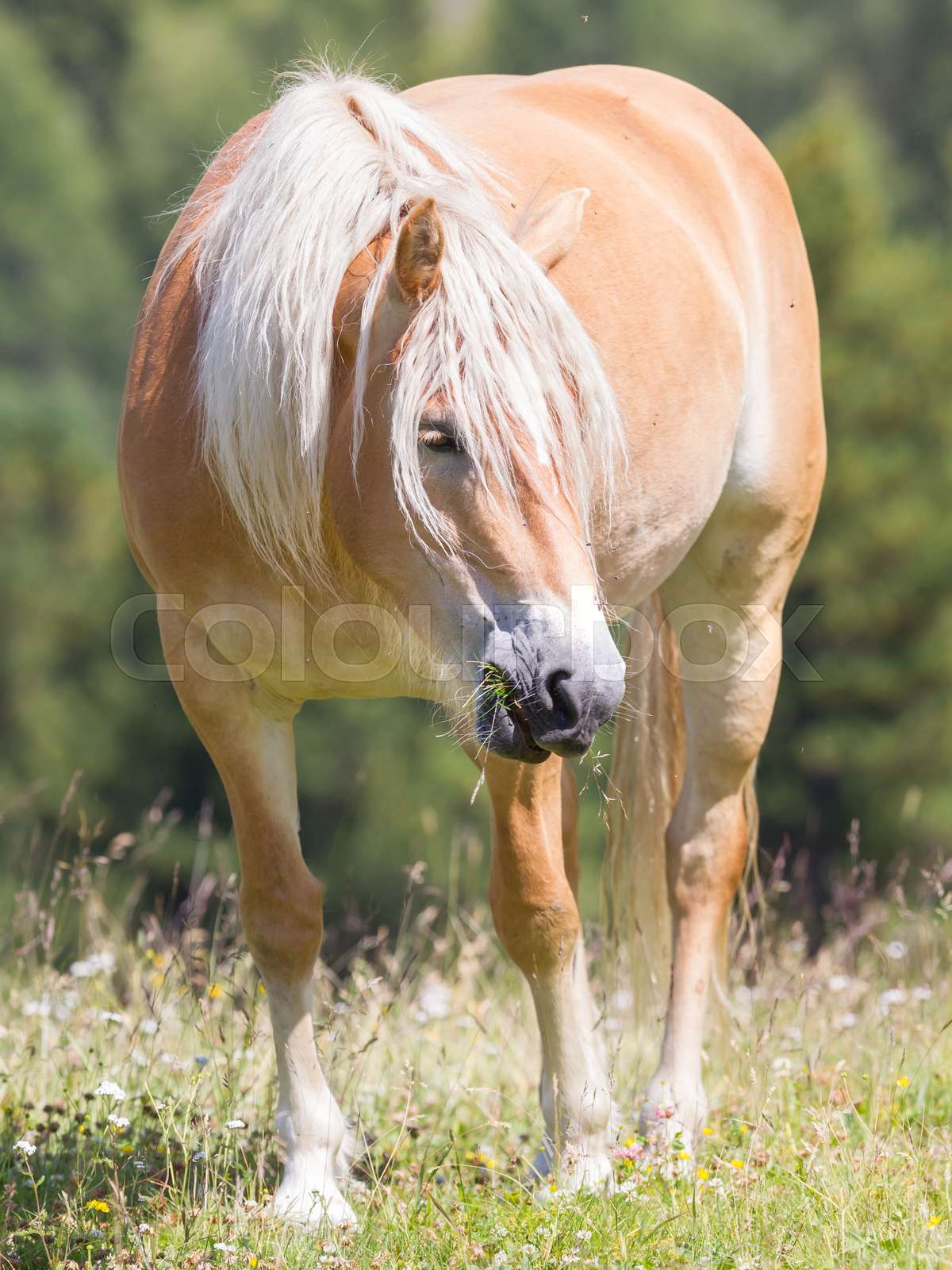 Beautiful haflinger horse in the Alps / mountains in Tirol | Stock ...