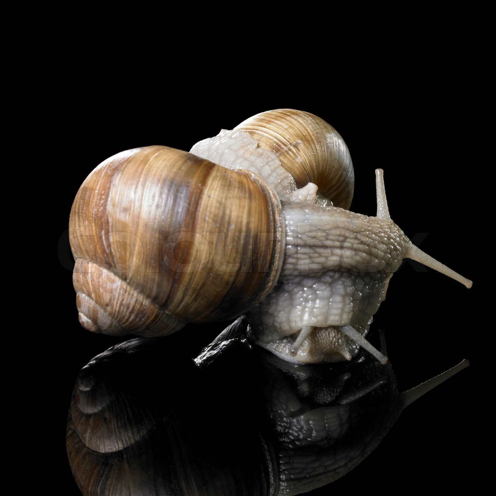 two Grapevine snails on each other | Stock image | Colourbox