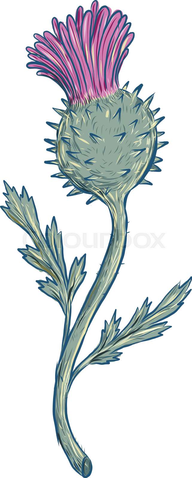 Scottish Thistle Drawing | Stock vector | Colourbox