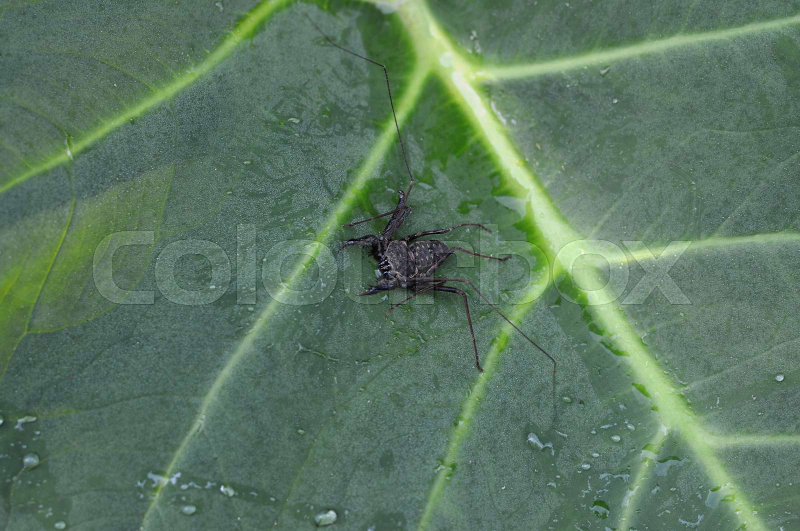 whip spider | Stock image | Colourbox