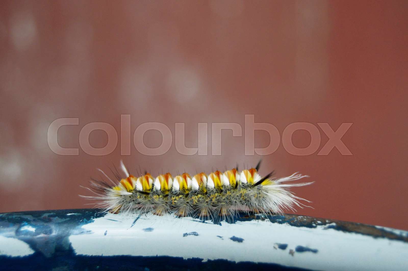hairy worm | Stock image | Colourbox