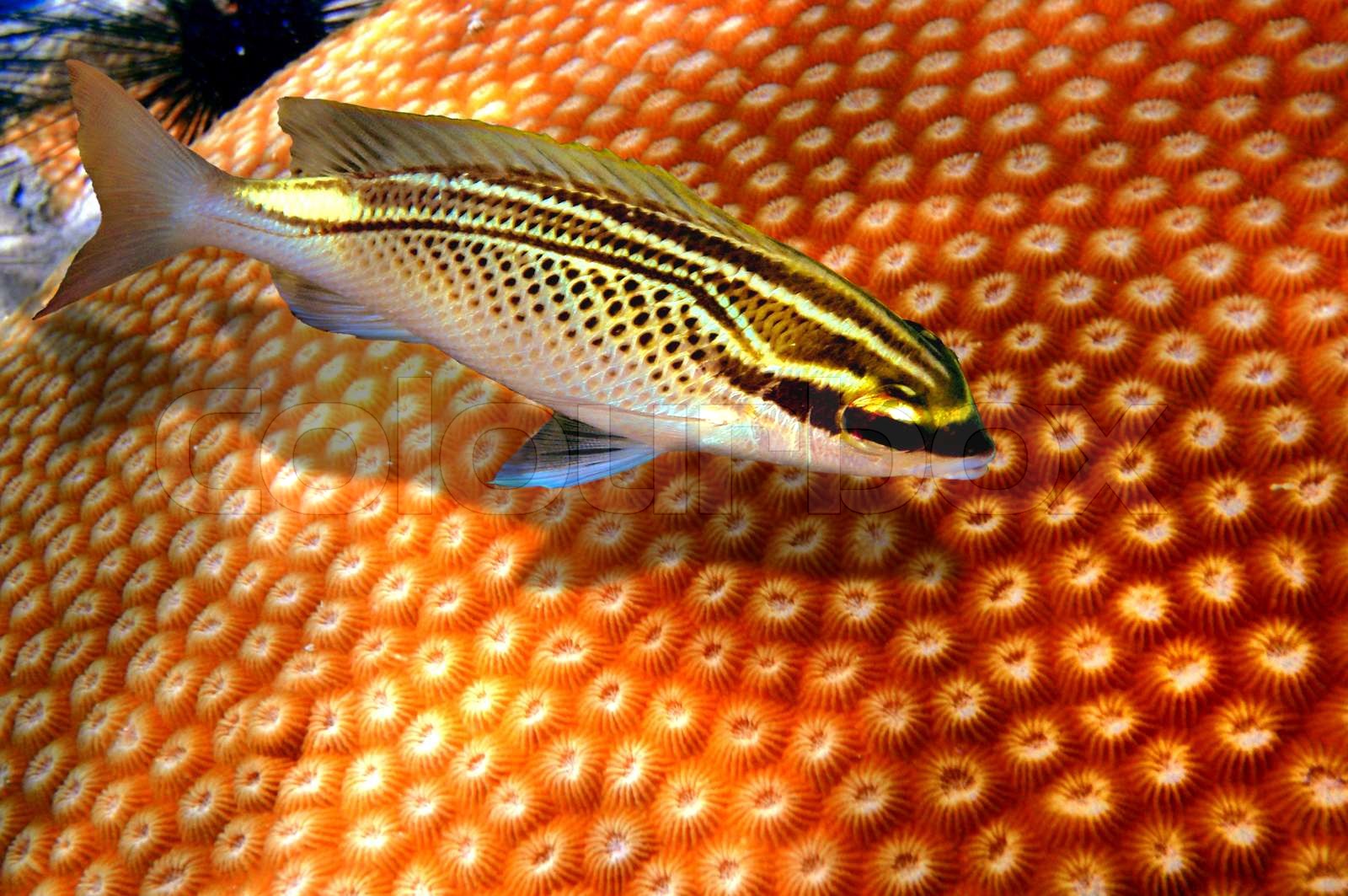 Putzerlippfisch Labroides dimidiatus | Stock Bild | Colourbox