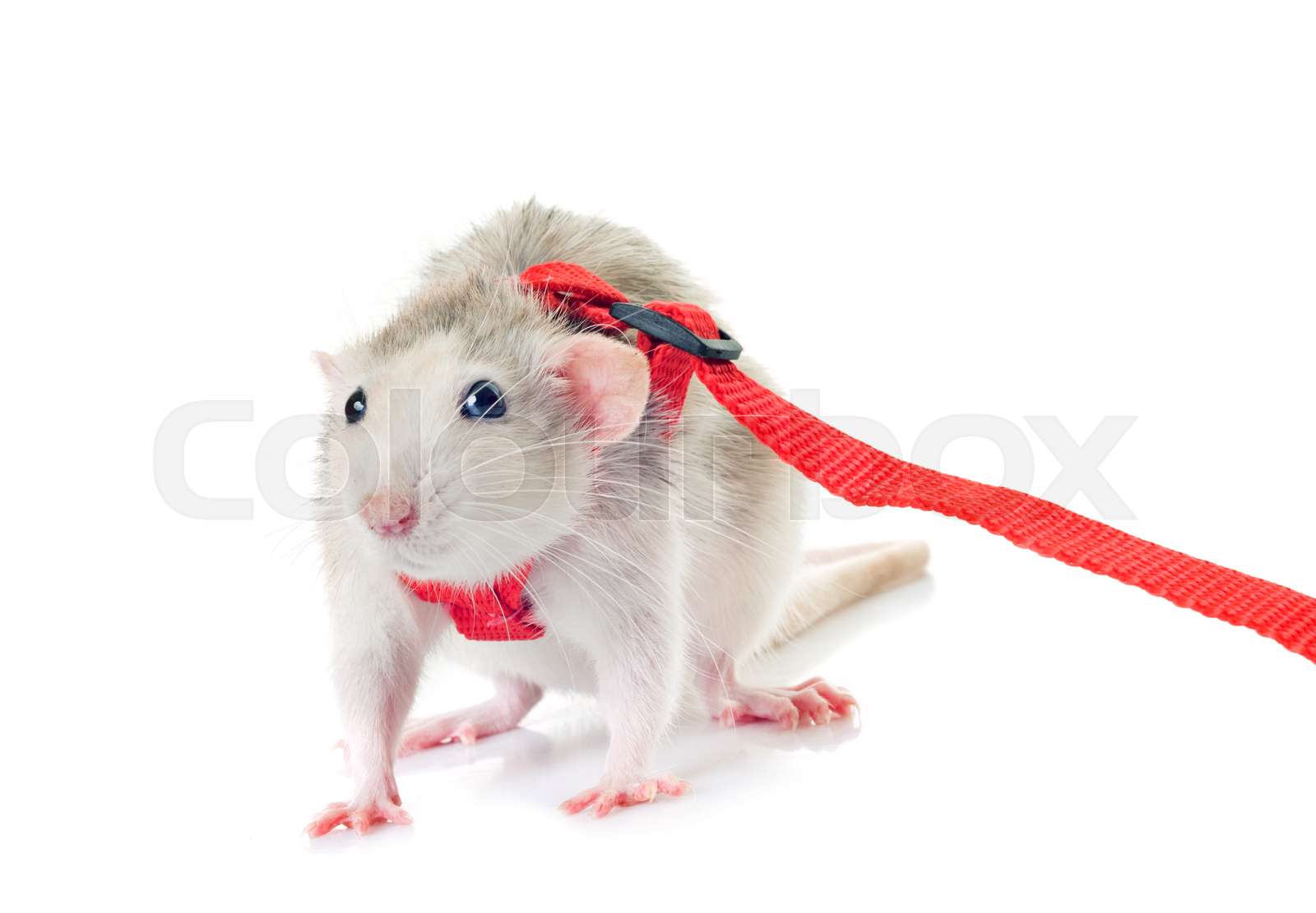rat and harness | Stock image | Colourbox