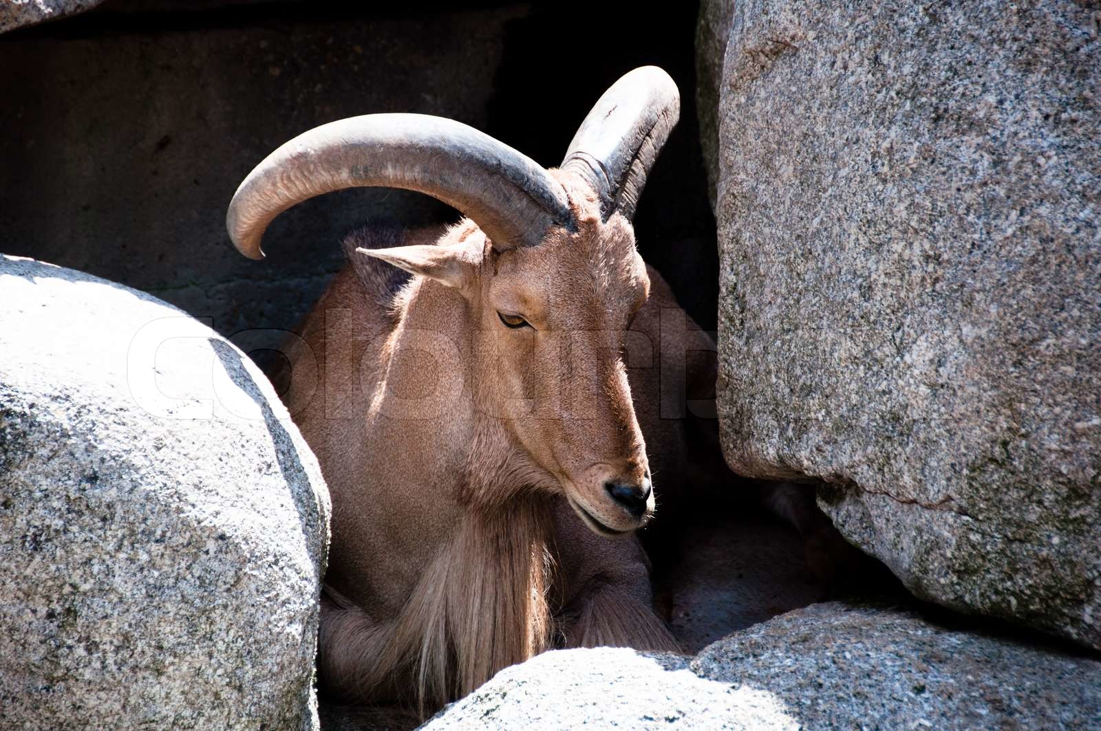 Wunderschöne Bergziege Ruhe in der Sonne zwischen den Felsen | Stock ...