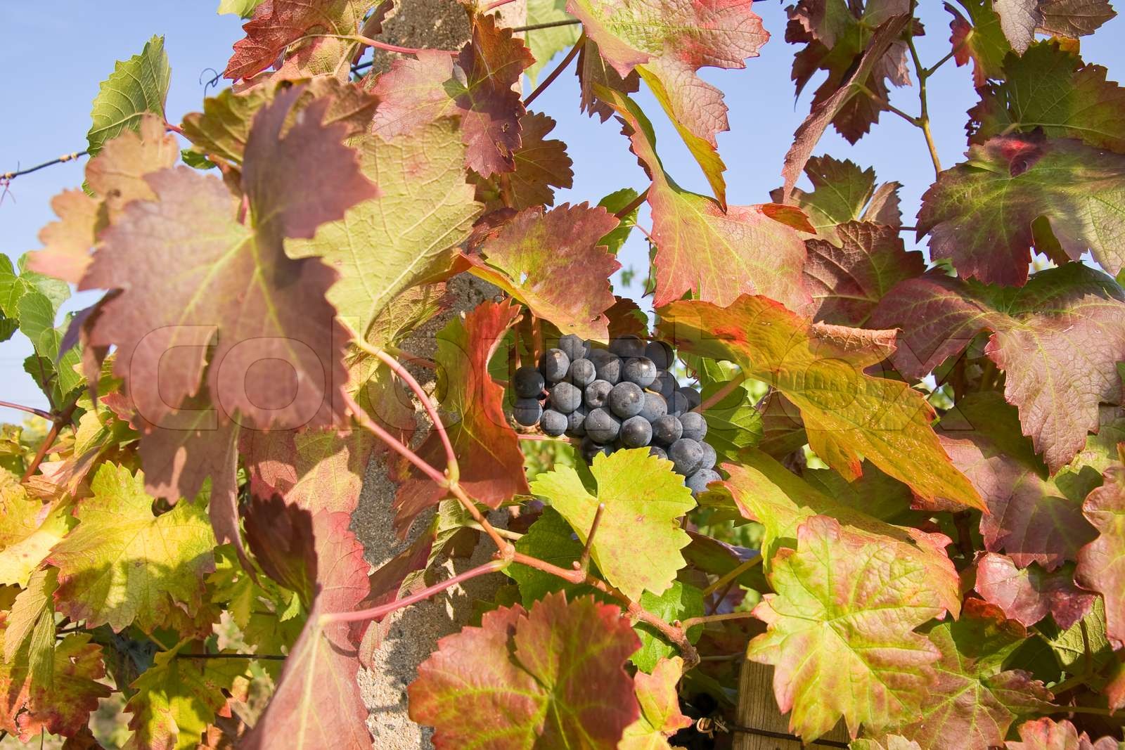 Haufen von reifen Trauben am Weinstock rechts vor der Ernte | Stock ...