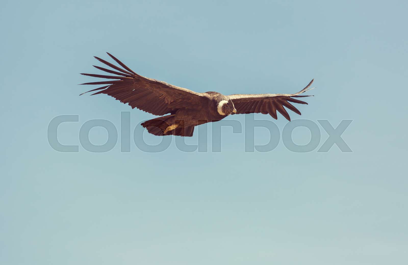 Condor | Stock image | Colourbox