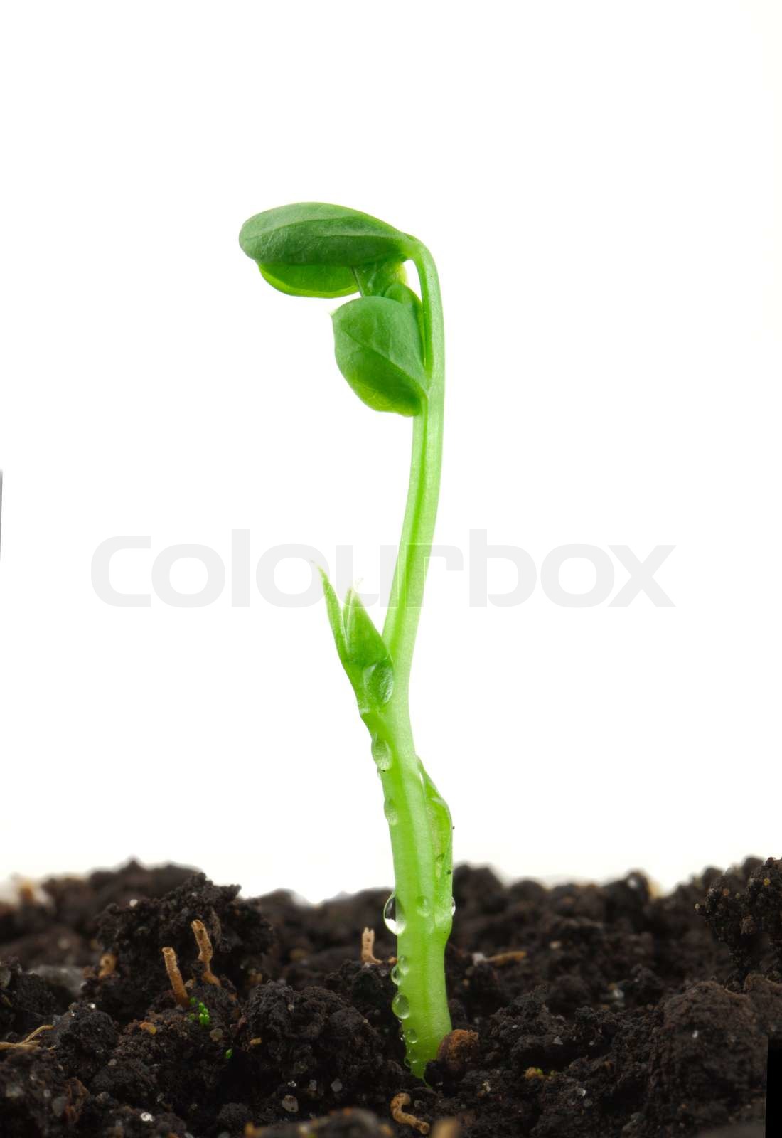 Small pea plant | Stock image | Colourbox