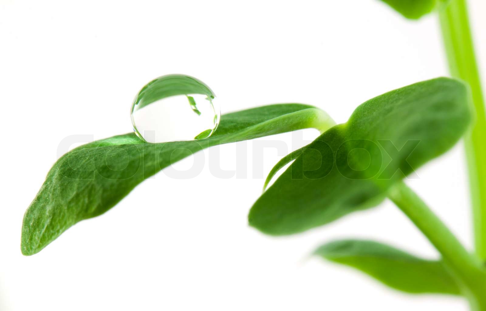 Small pea plant and drop of water | Stock image | Colourbox