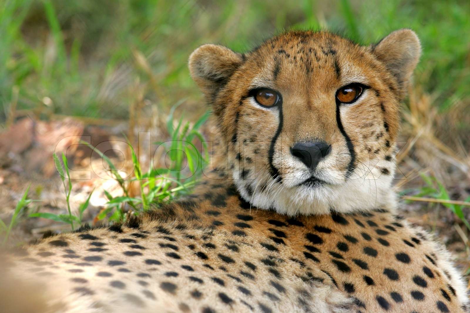 Cheetah | Stock image | Colourbox