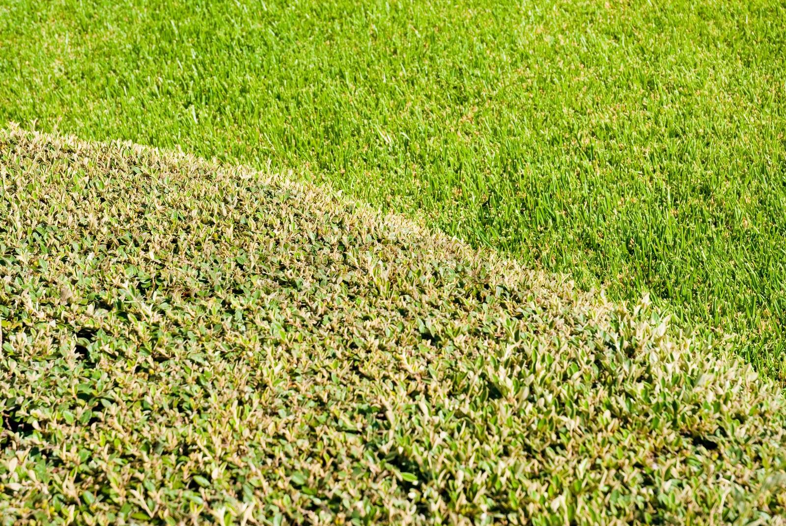 Abstract green shapes of grass and bush | Stock image | Colourbox