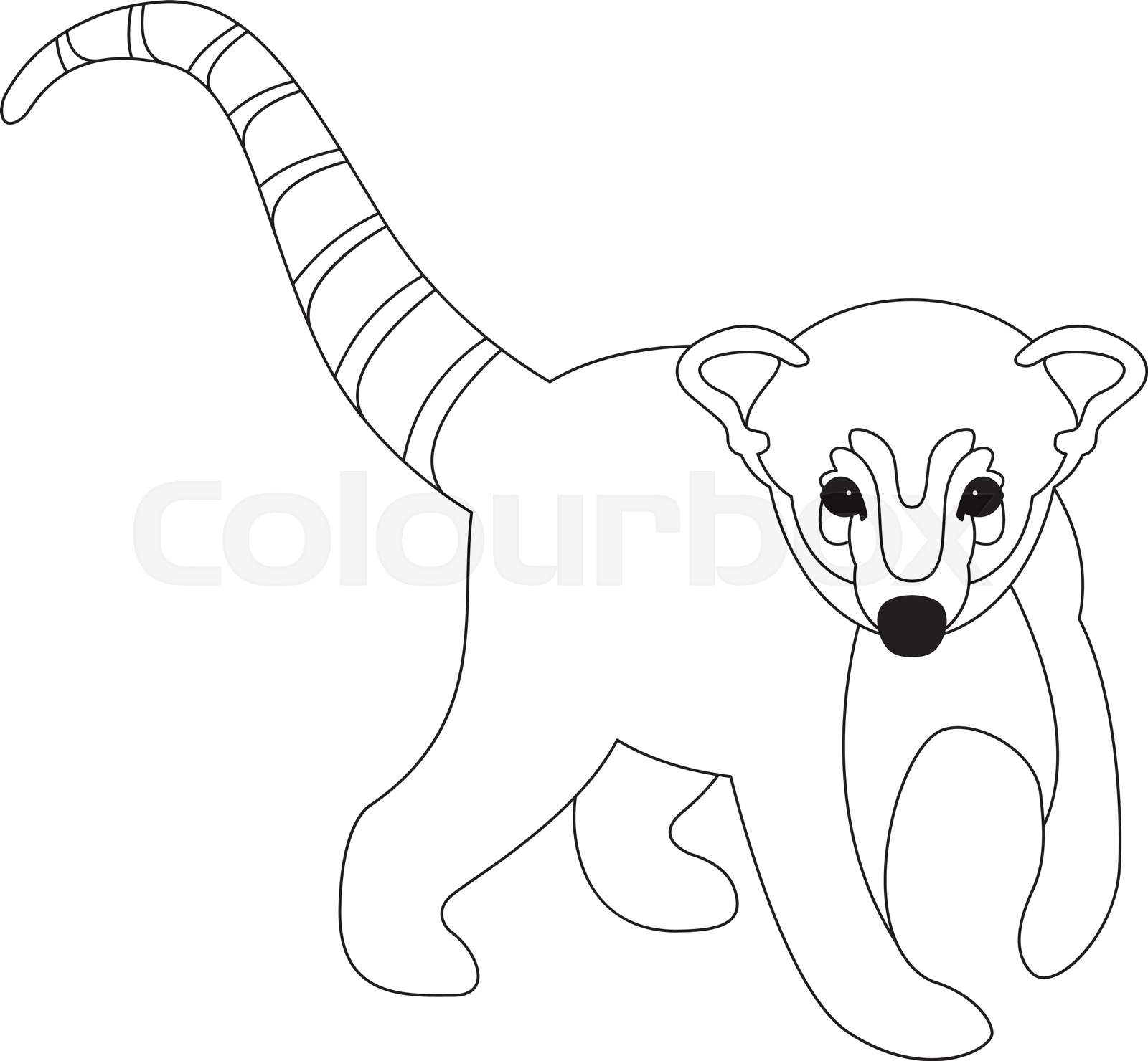 coati vector illustration | Stock vector | Colourbox