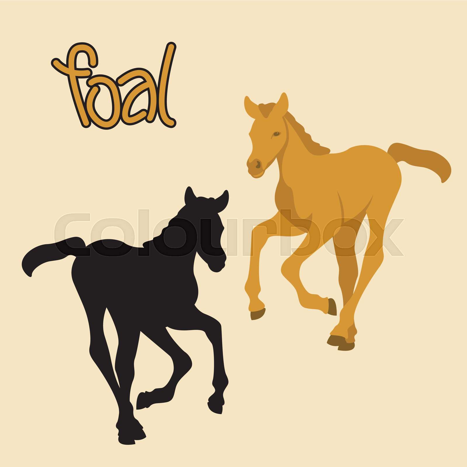 horse foal vector illustration | Stock vector | Colourbox