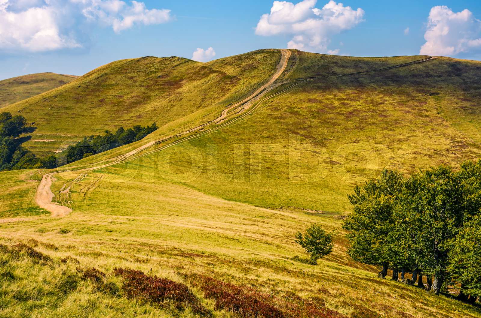 footpath through hills with forest | Stock image | Colourbox