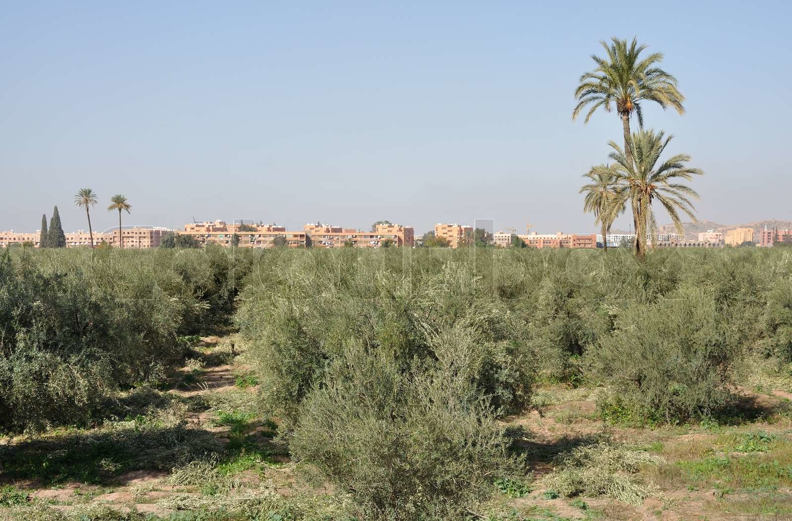 Oliventræ plantage i Marrakech, Marokko | Stock foto | Colourbox
