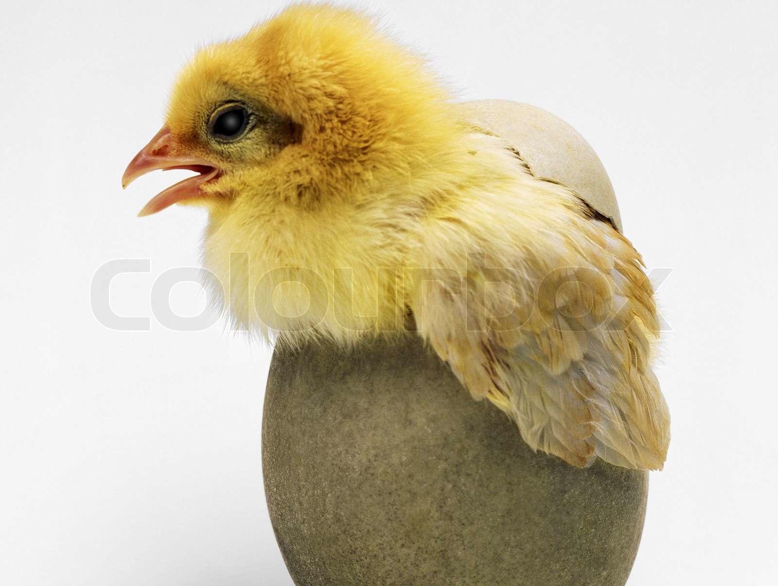 chicken coming out of a brown egg | Stock image | Colourbox