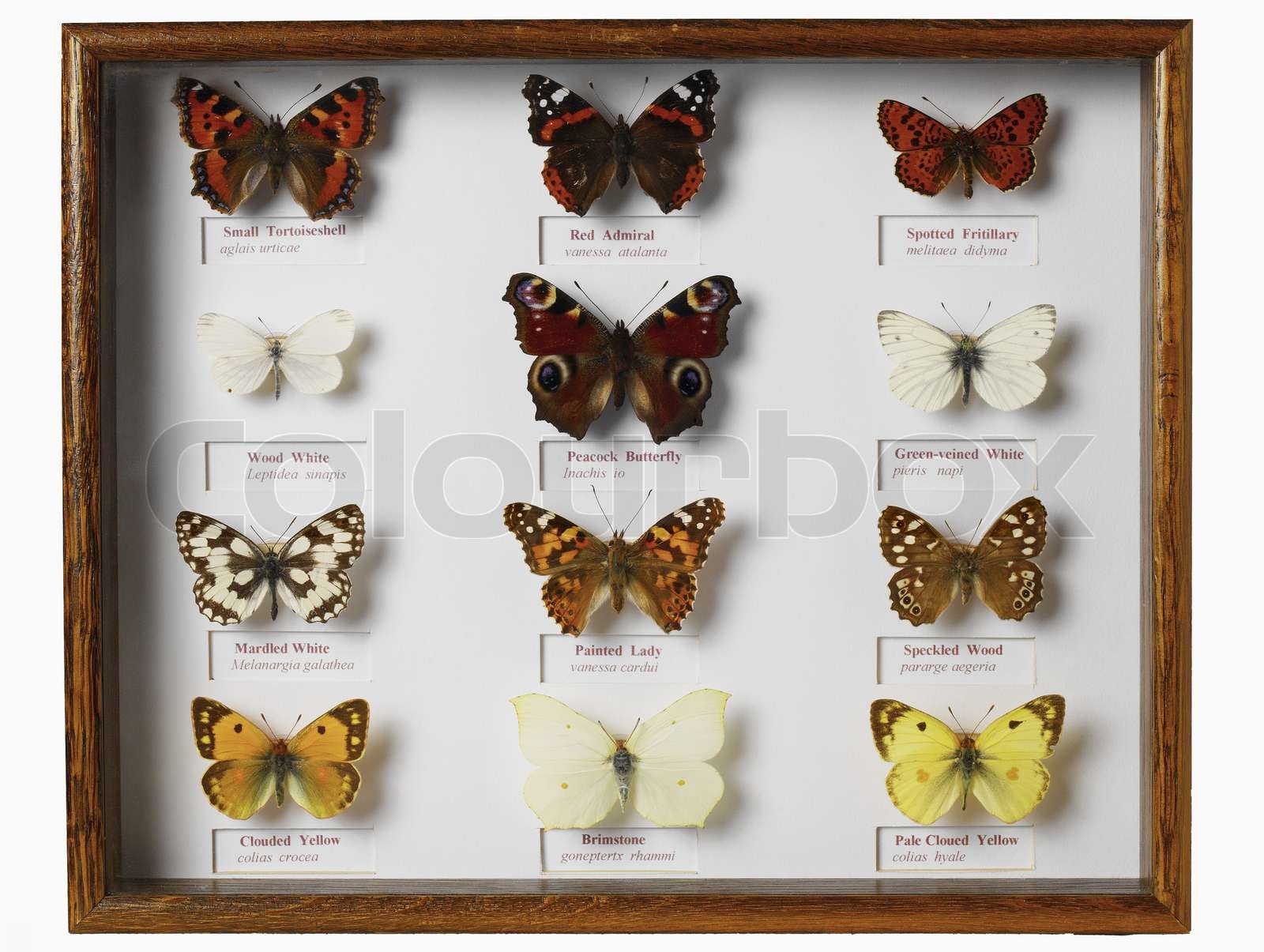 Exotic butterfly collection | Stock image | Colourbox