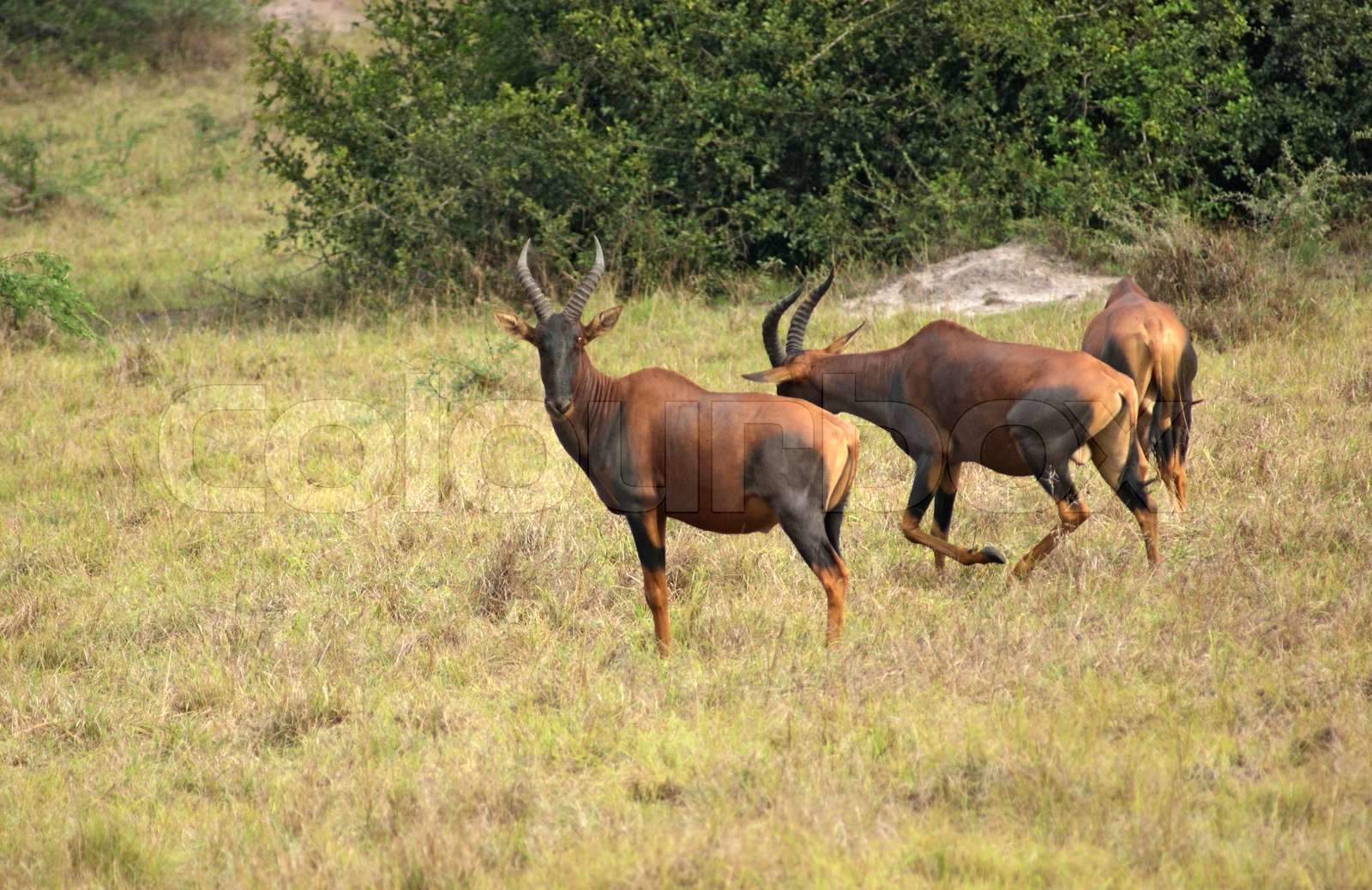 Common Tsessebe in Uganda | Stock image | Colourbox