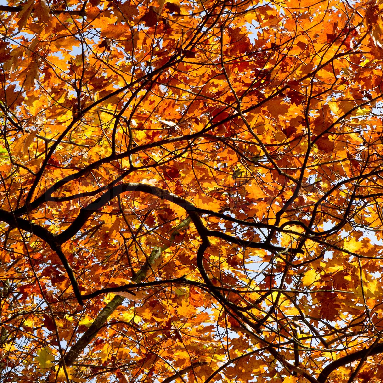 farbigen Herbst Blätter im Park | Stock Bild | Colourbox