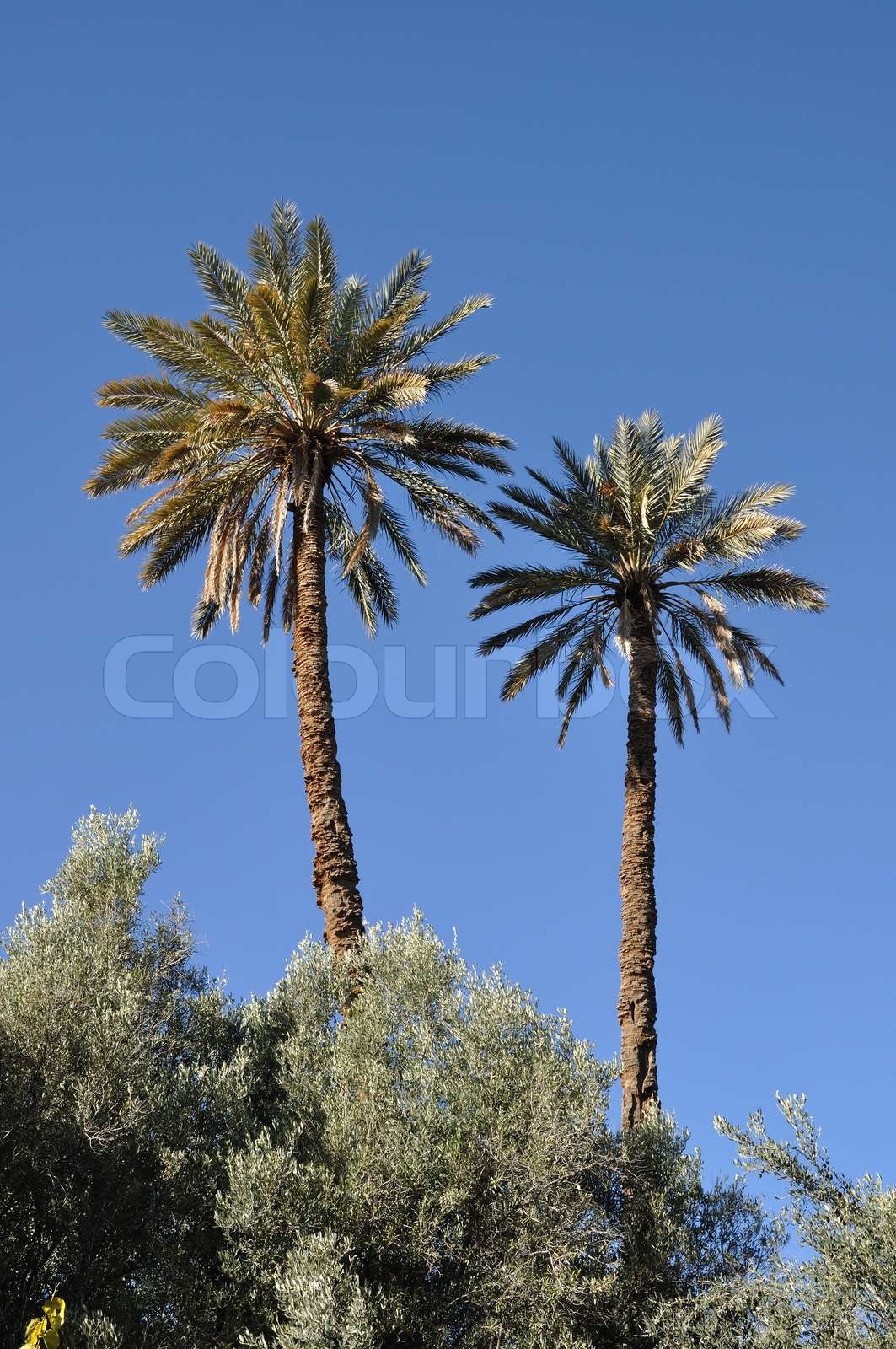 Palm Trees in Morocco, Africa | Stock image | Colourbox