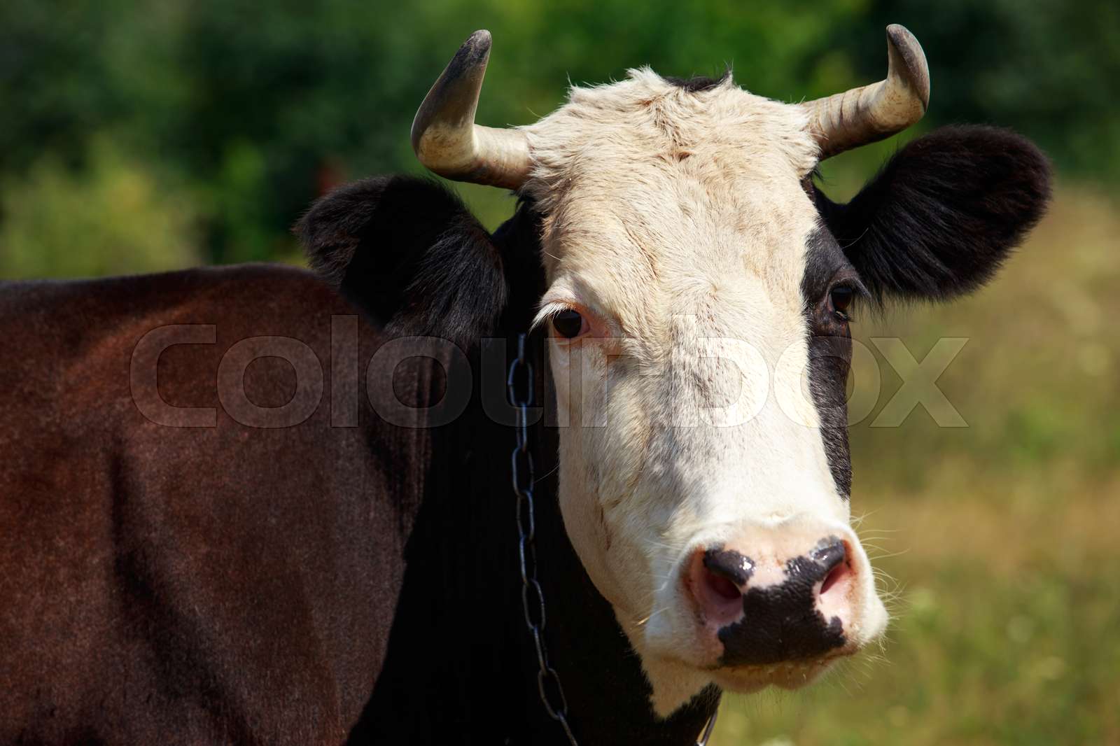 the spotted cow | Stock image | Colourbox