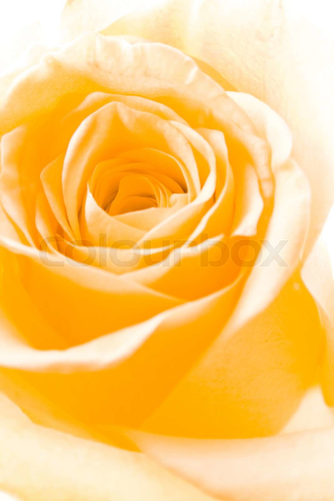 a close-up of orange rose petals | Stock image | Colourbox