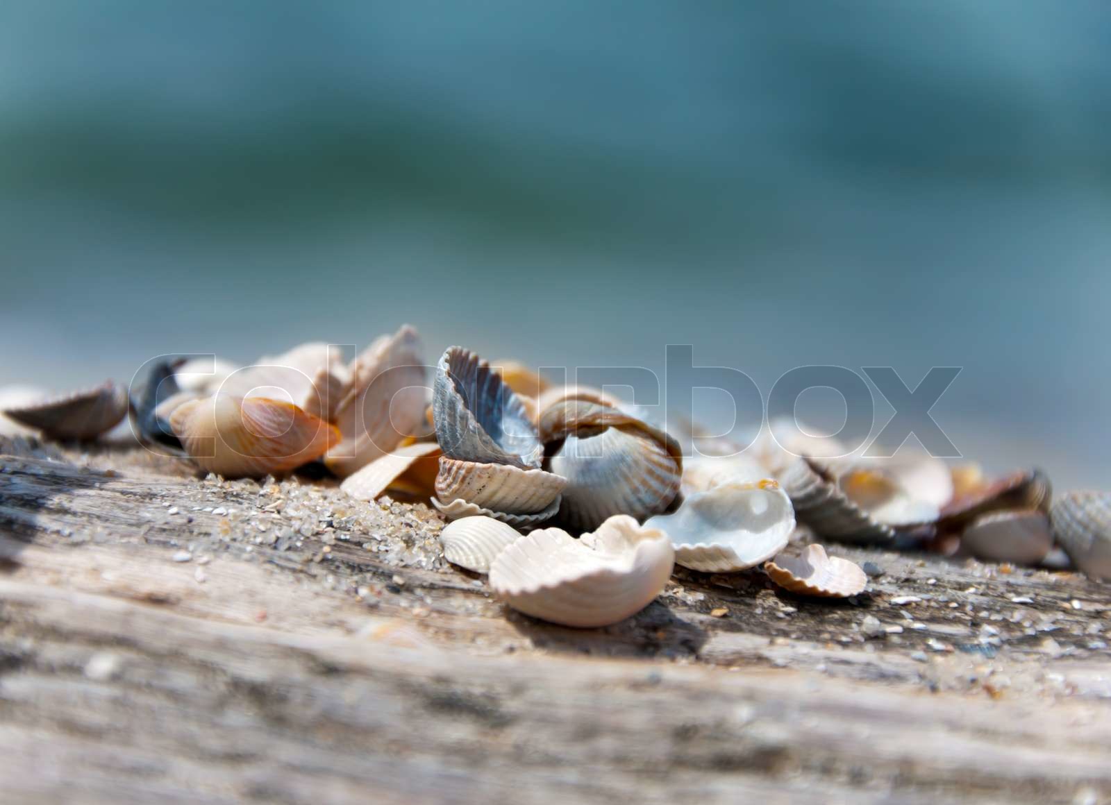 beautiful seashells on a rock | Stock image | Colourbox