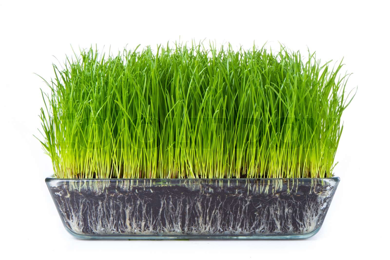 Gras mit Erde isoliert auf weiß | Stock Bild | Colourbox