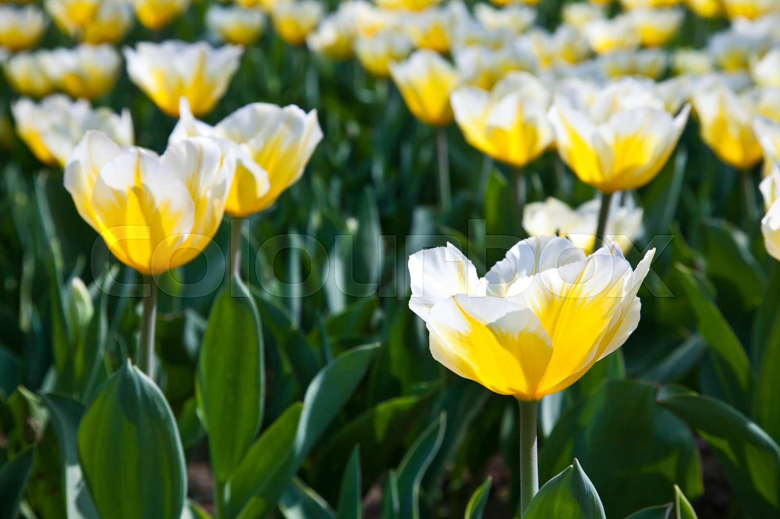 Tulips - Jaap Groot varieties | Stock image | Colourbox