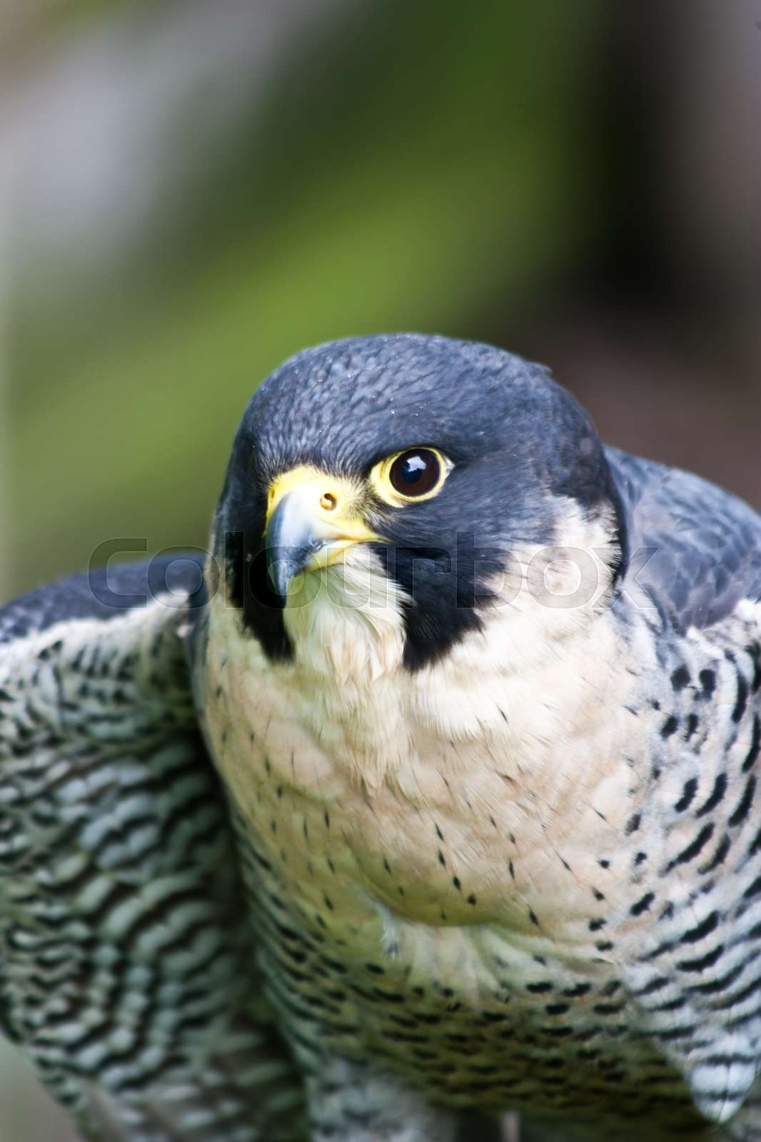 Falcon | Stock image | Colourbox