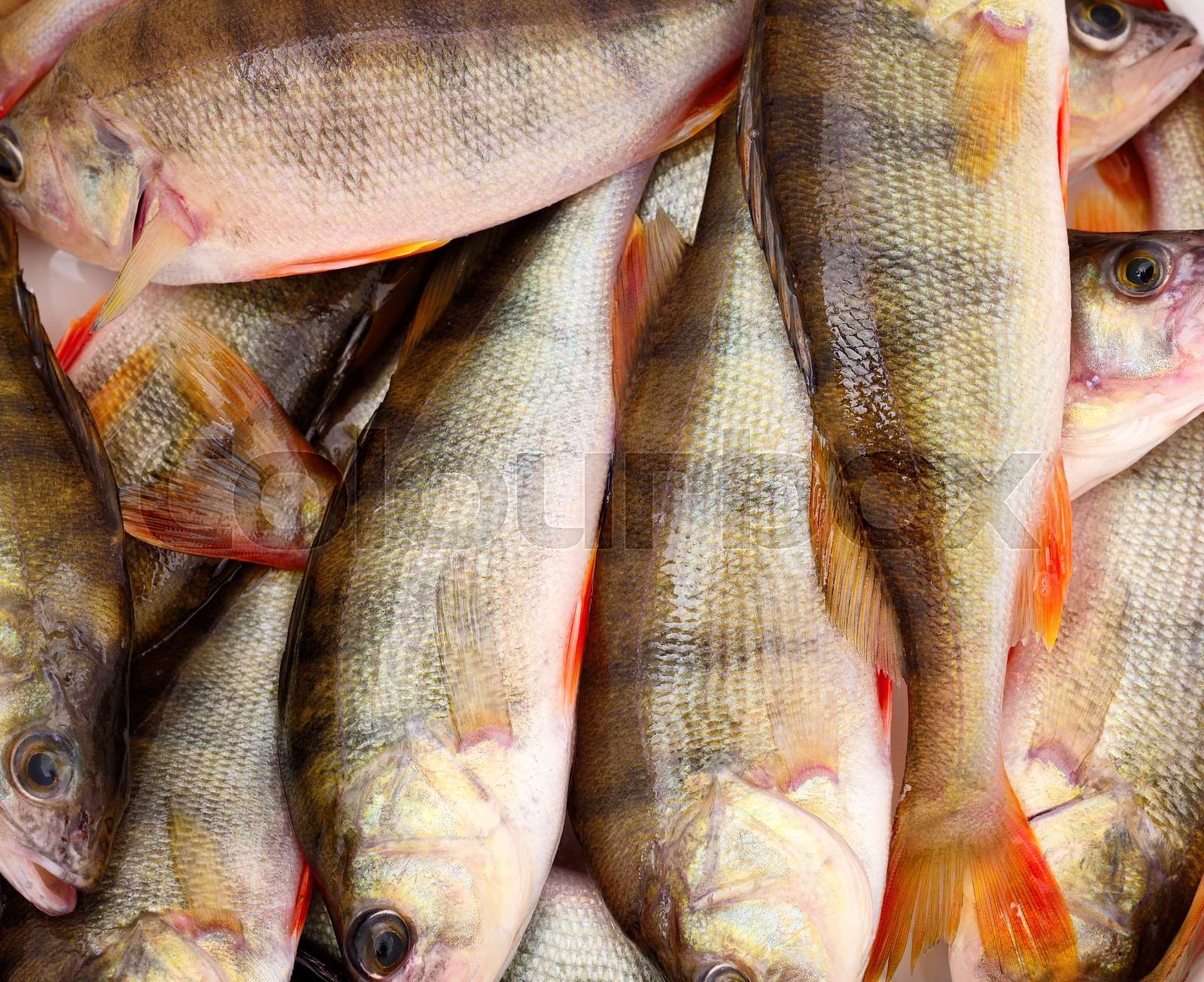 Perches on white. | Stock image | Colourbox