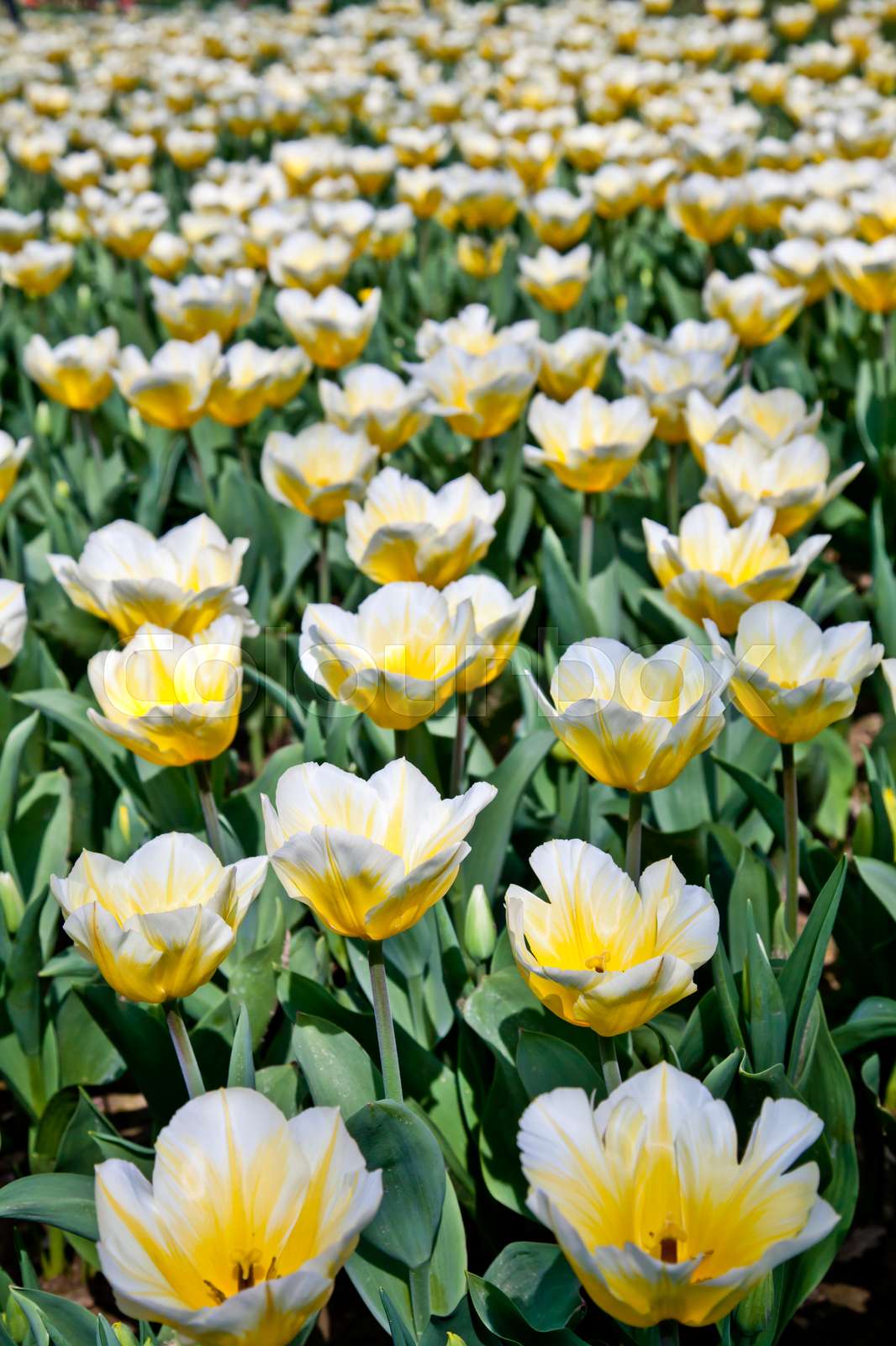 Tulips - Jaap Groot varieties | Stock image | Colourbox