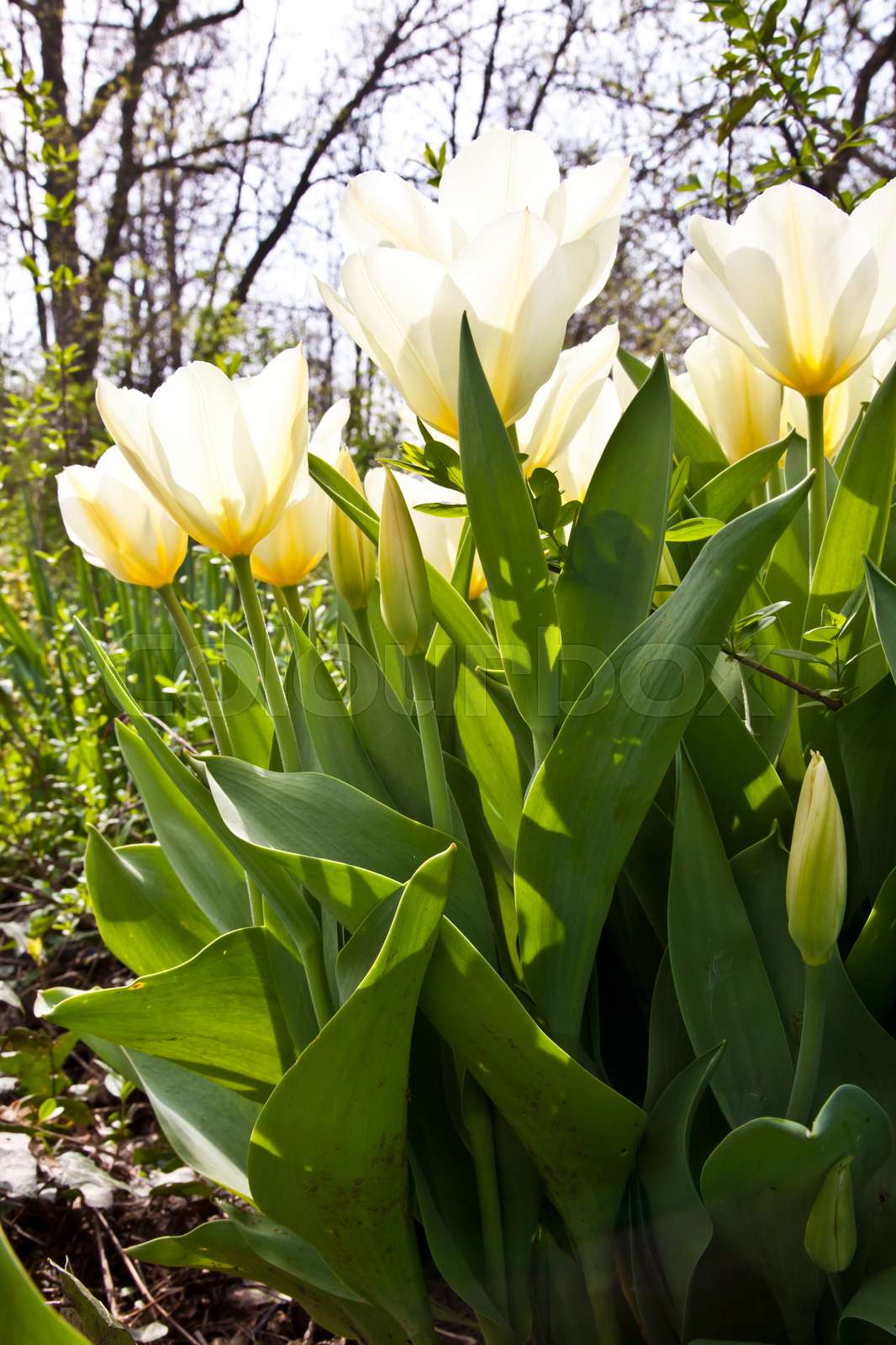 Tulips - Jaap Groot varieties | Stock image | Colourbox