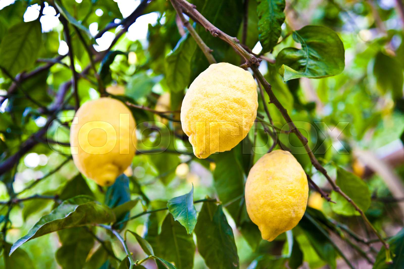 Lemon | Stock image | Colourbox