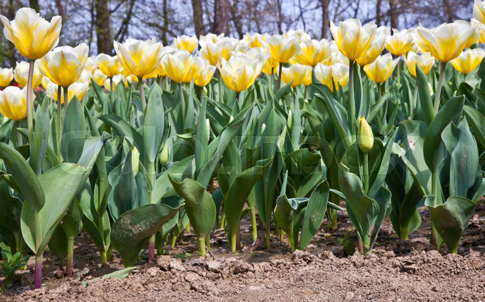 Tulips - Jaap Groot varieties | Stock image | Colourbox