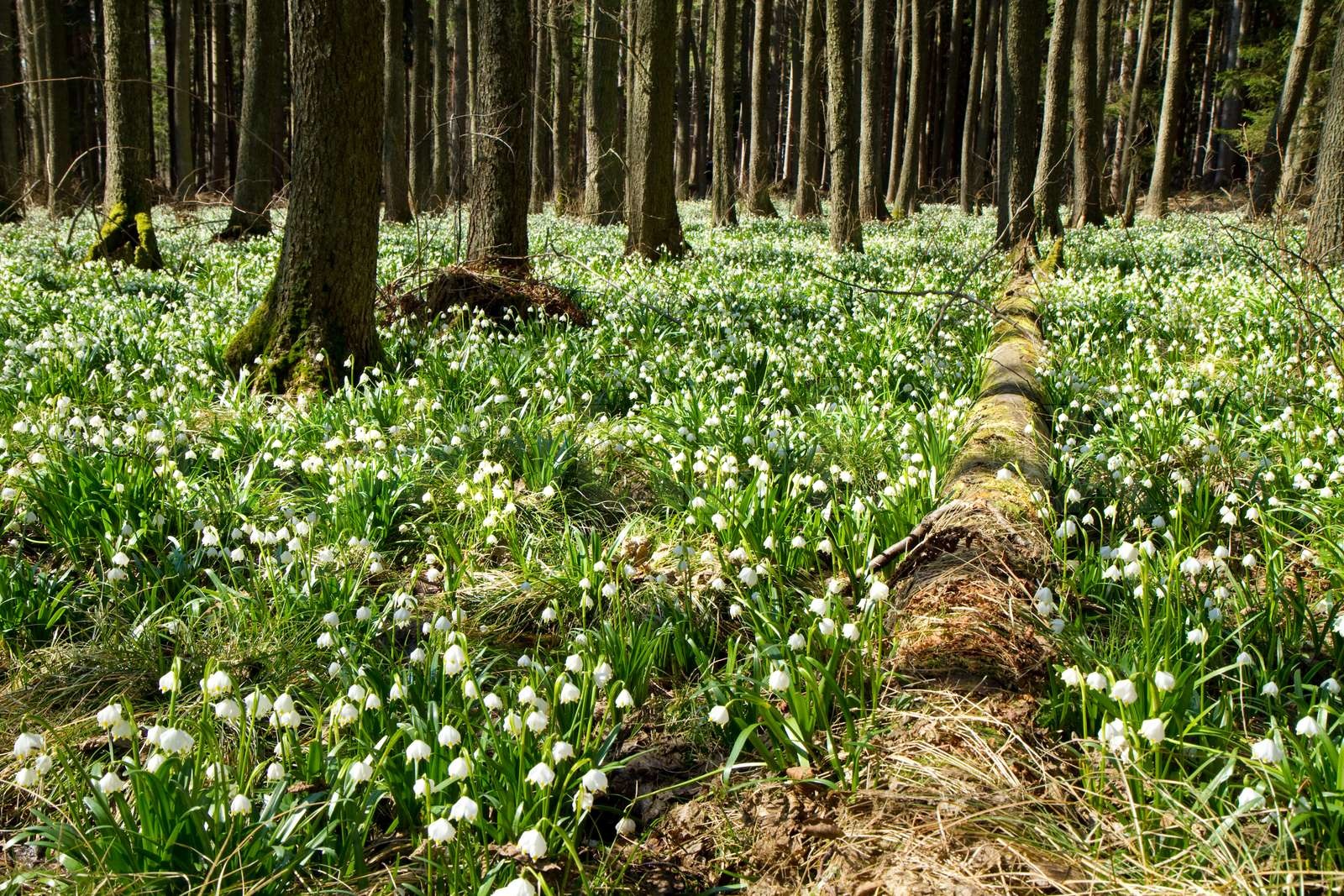 snowflake forest in the springtime | Stock image | Colourbox
