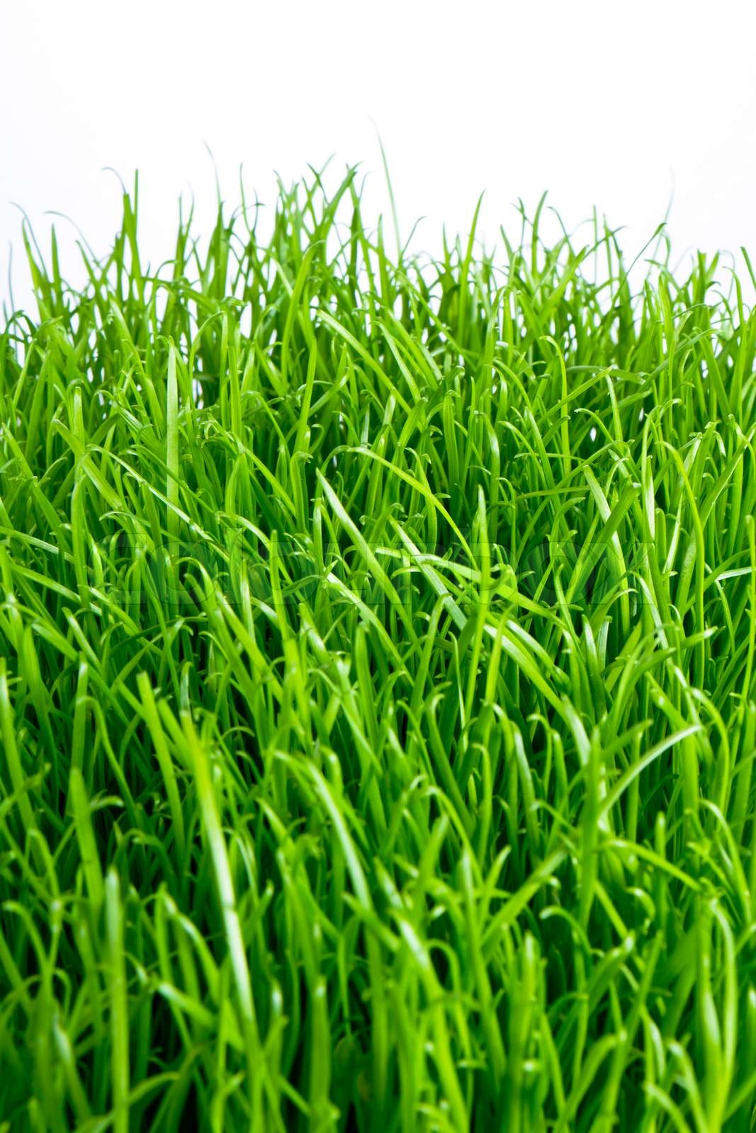 spring grass isolated on white | Stock image | Colourbox