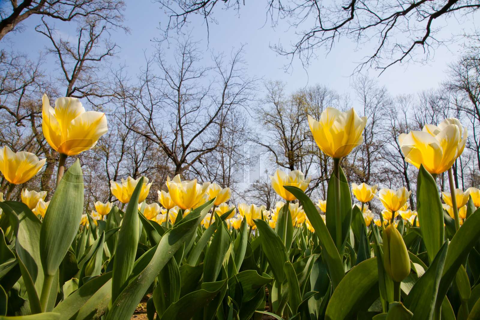 Tulips - Jaap Groot varieties | Stock image | Colourbox