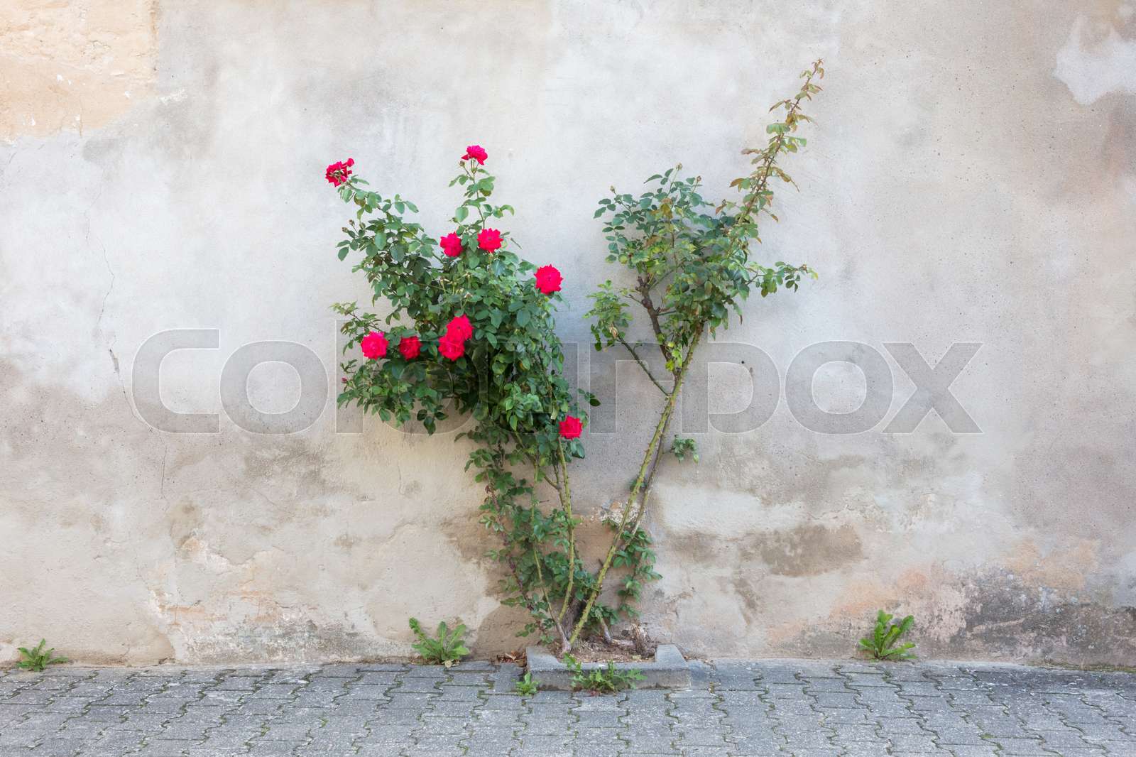 Red rose bushes | Stock image | Colourbox