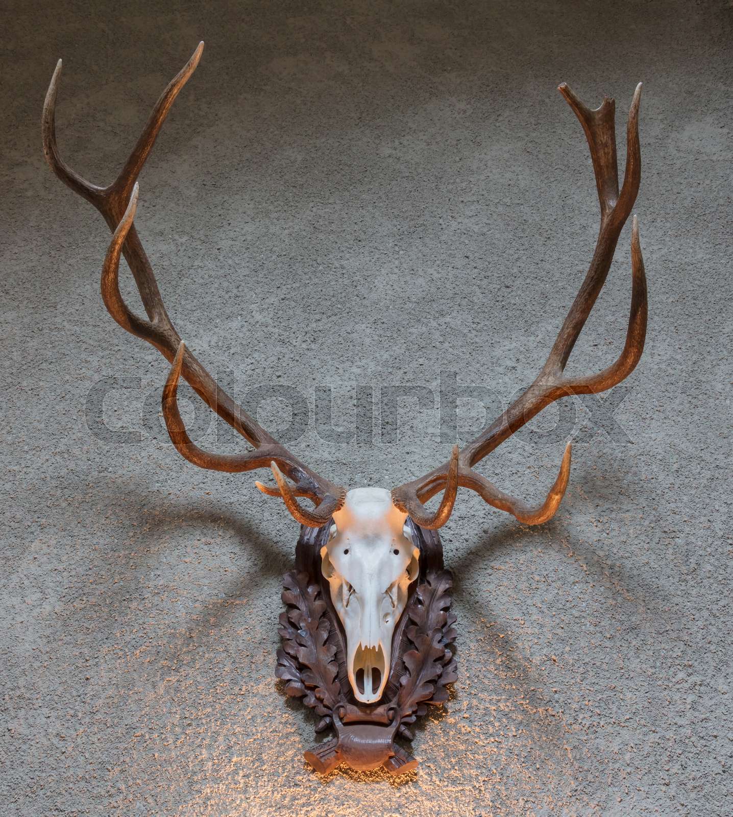 Large deer hunting trophy | Stock image | Colourbox