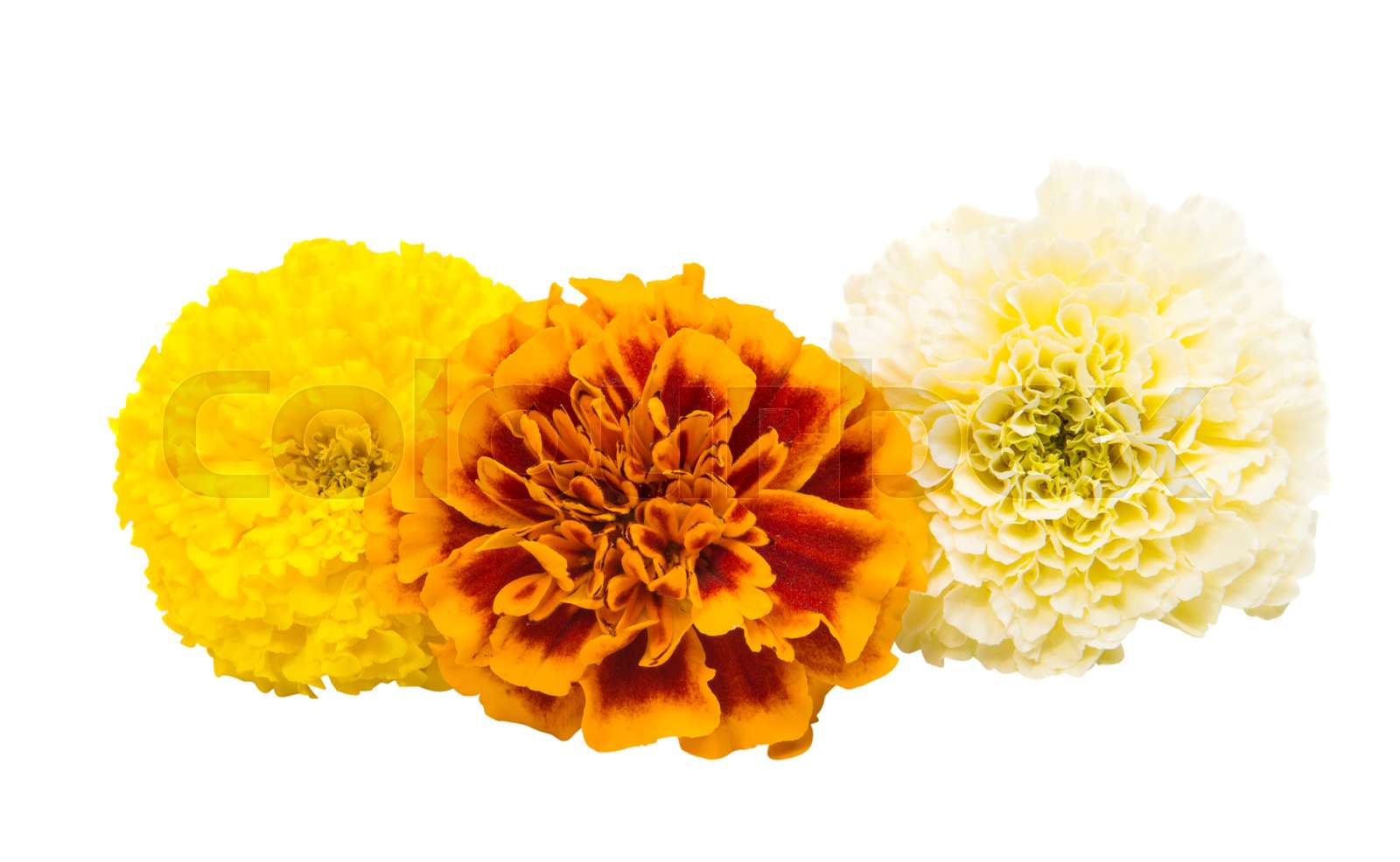 flowers marigold isolated | Stock image | Colourbox
