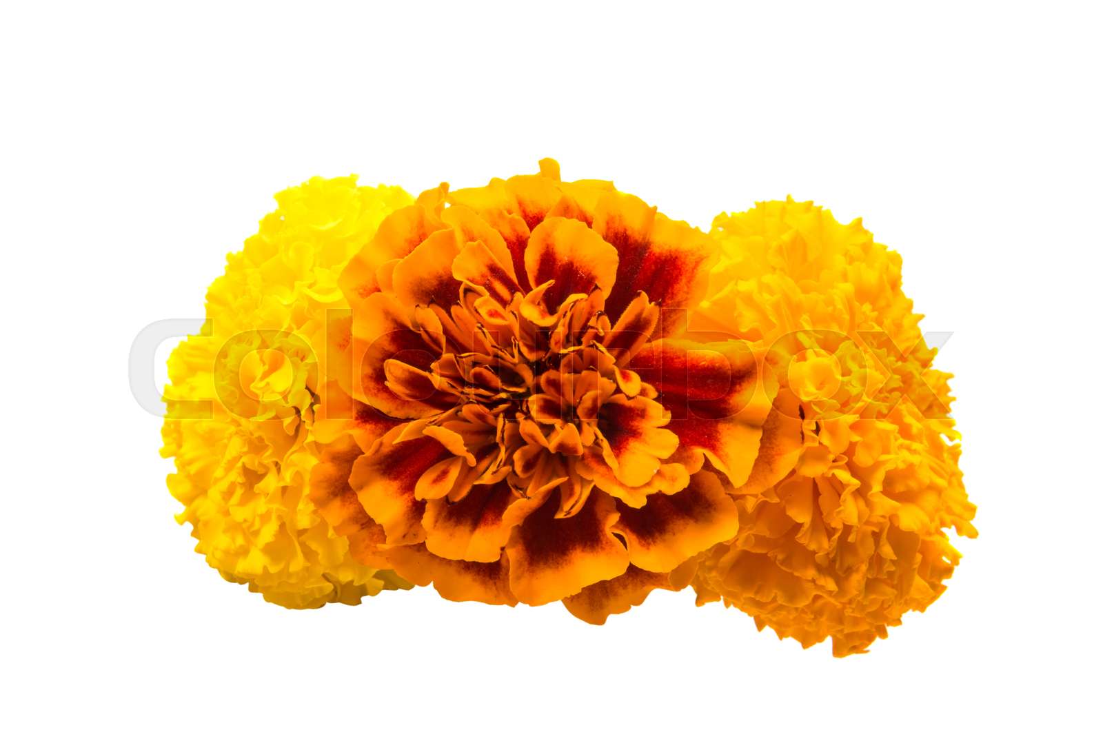 flowers marigold isolated | Stock image | Colourbox