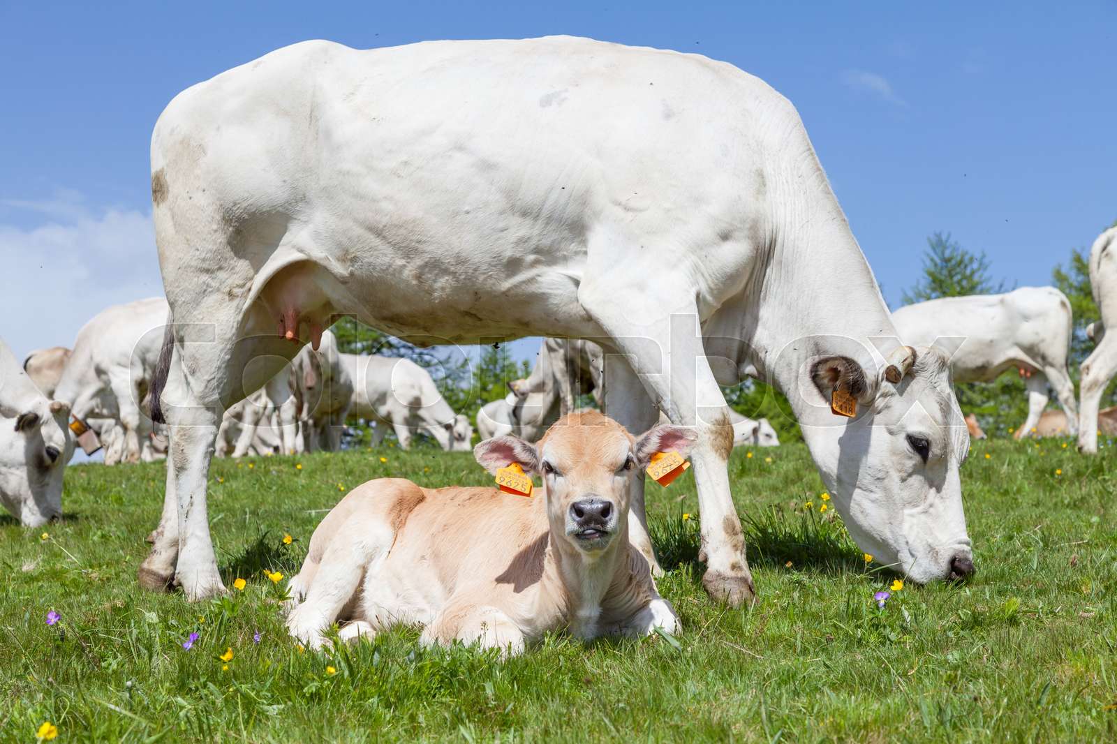 Free calf on Italian Alps | Stock image | Colourbox