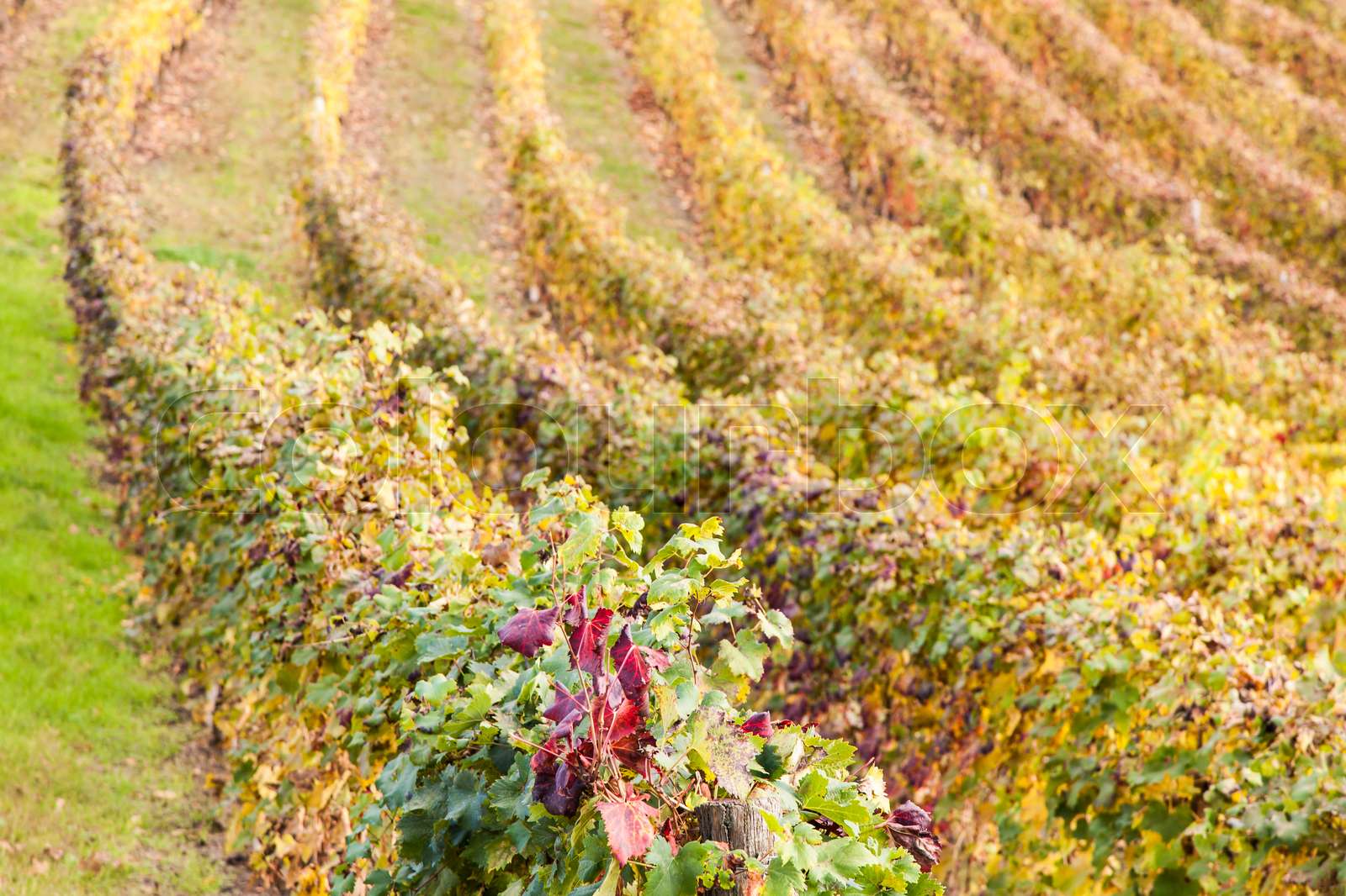 Italian Vineyard | Stock image | Colourbox