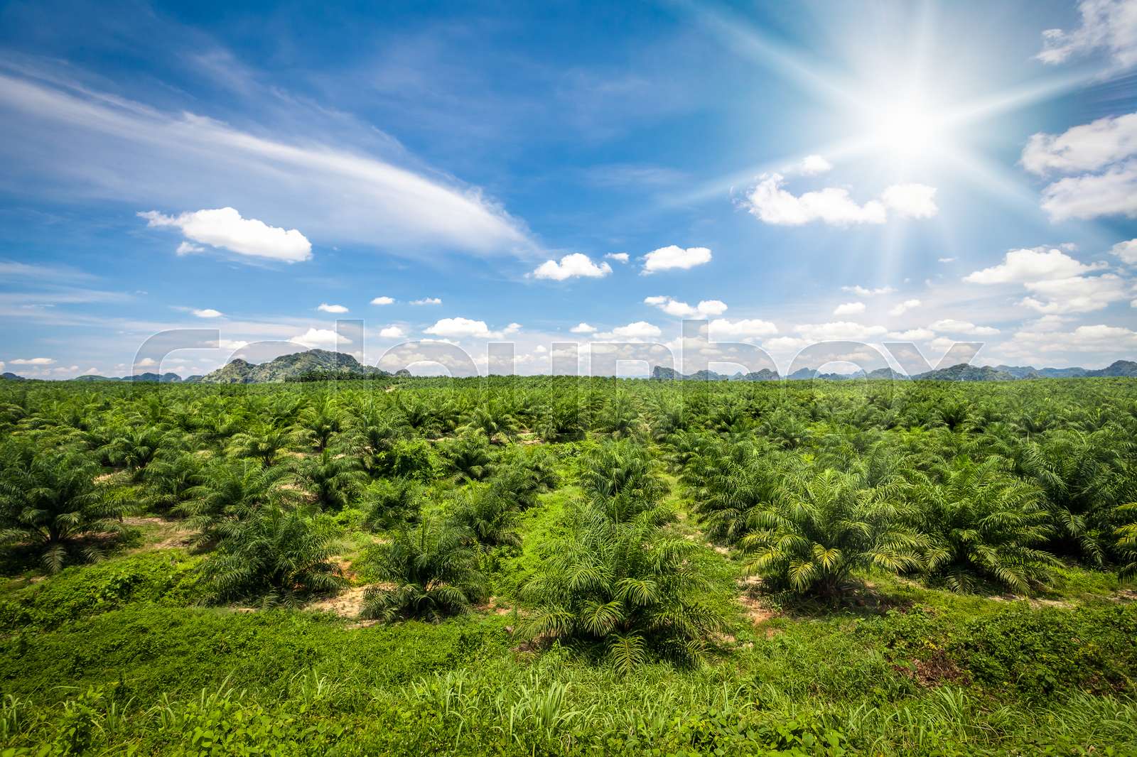 Fresh green palm oil farm plantation. Agriculture | Stock image | Colourbox