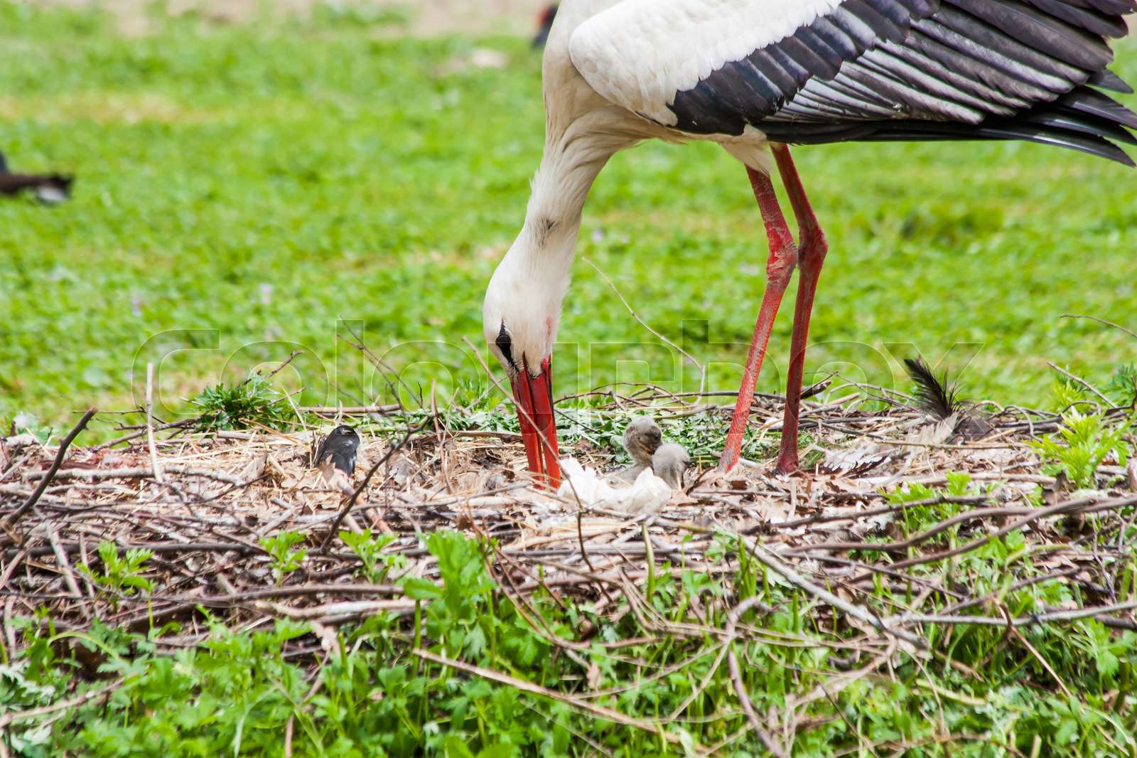 Mother stork feeding its youngs | Stock image | Colourbox