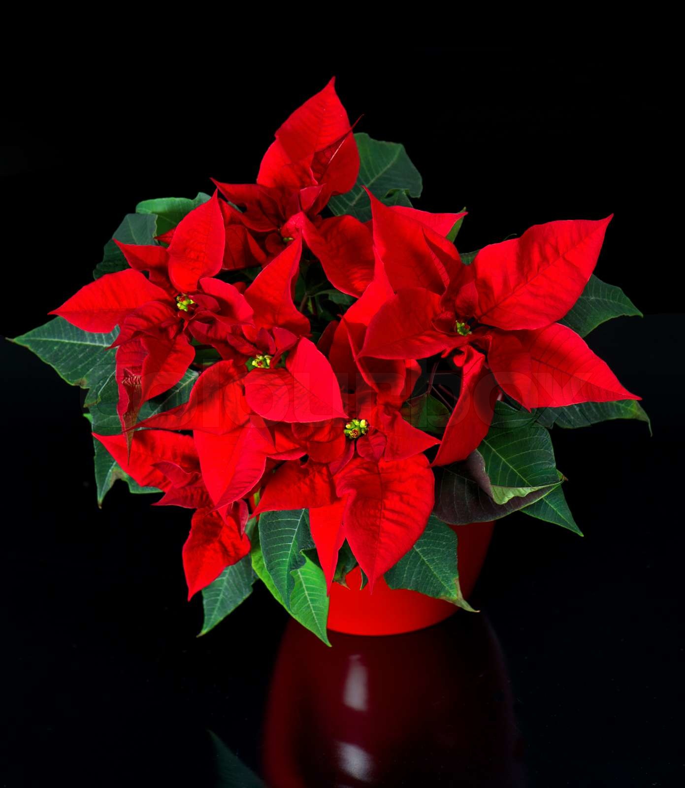 red christmas flower | Stock image | Colourbox