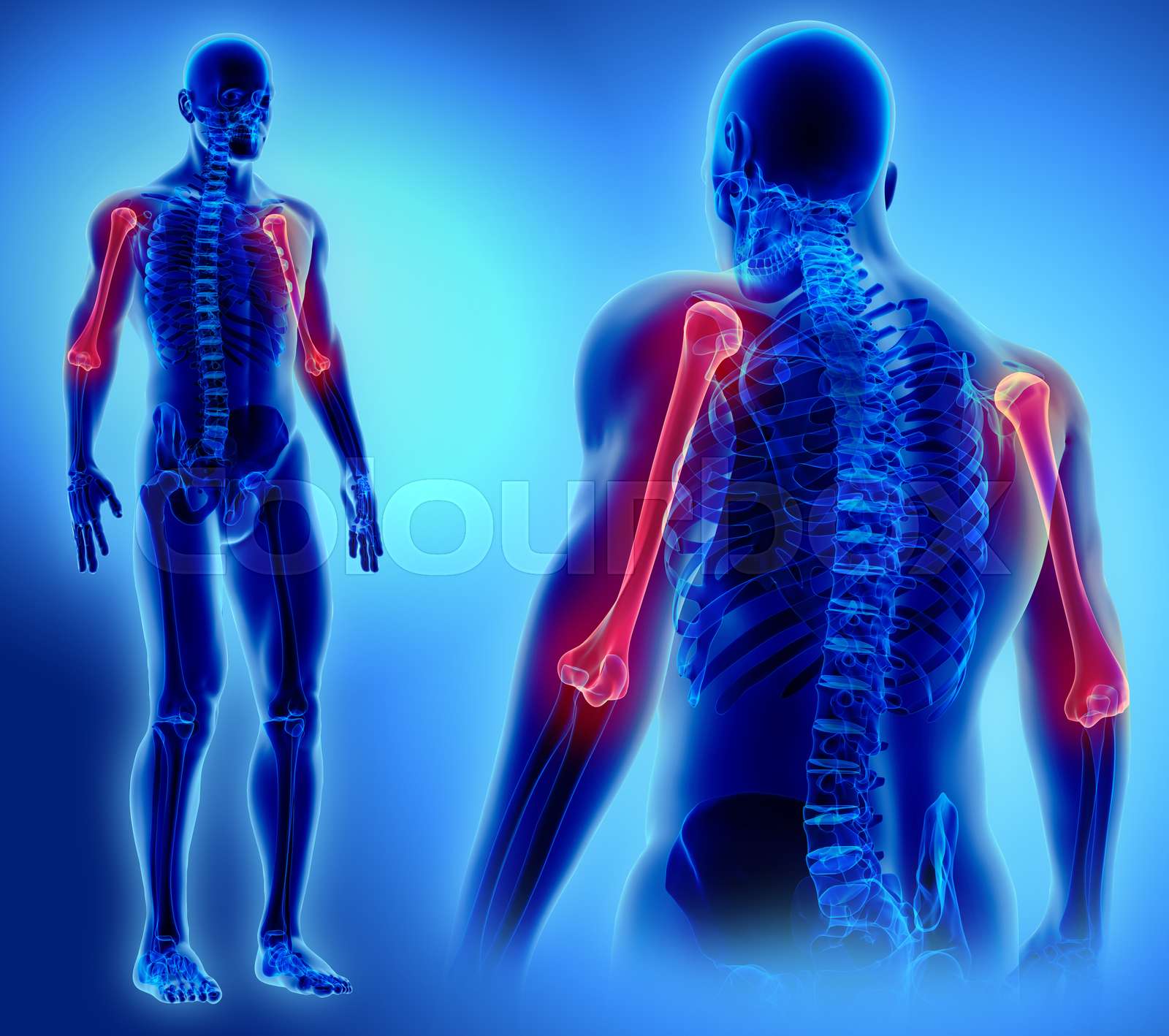 3D illustration of Humerus, medical concept. | Stock image | Colourbox