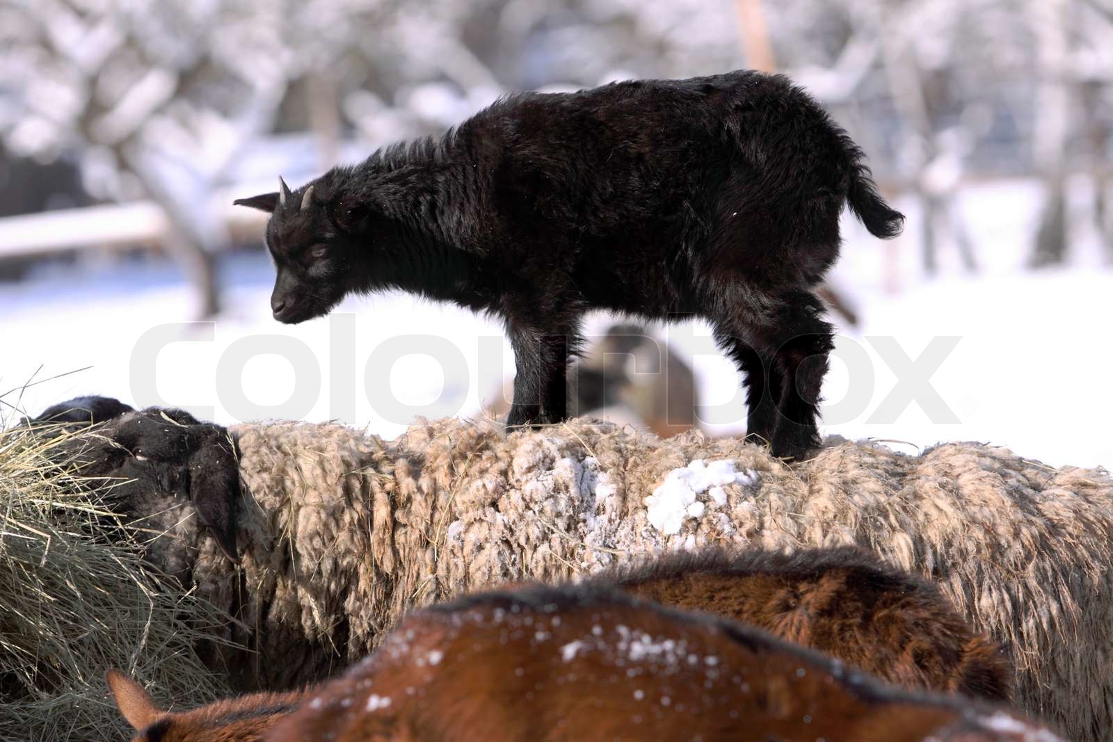black ball lamb standing on backbone sheep | Stock image | Colourbox