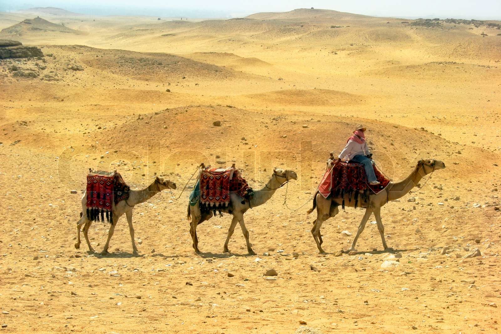 Drei Kamel Karawane durch den Sand Wüste in der Nähe Pyramide in der ...