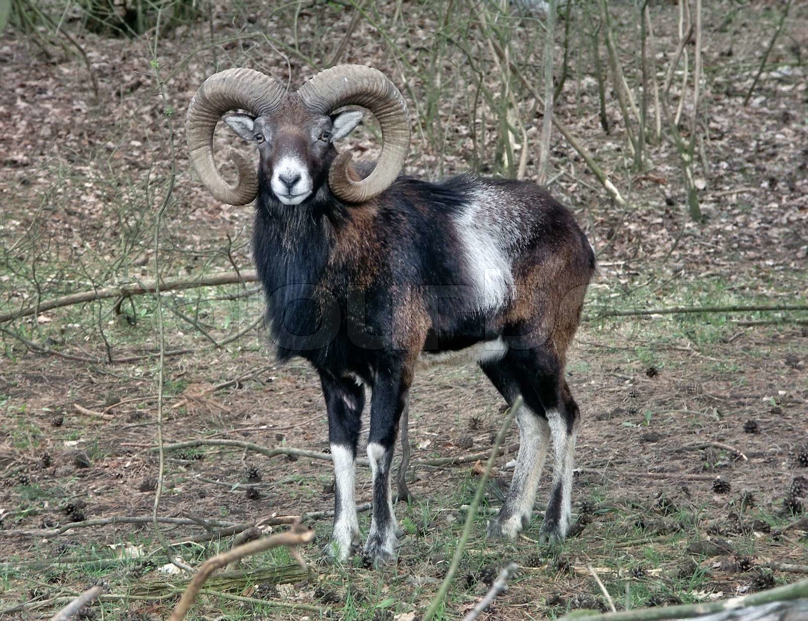 "European Mouflon Ovis ammon musimon" | Stock image | Colourbox